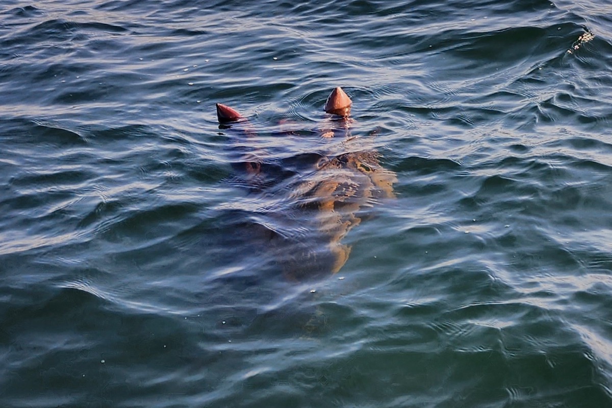 Spirit of the Waters: Investigating the Creature of Lake Okanagan - Reactor